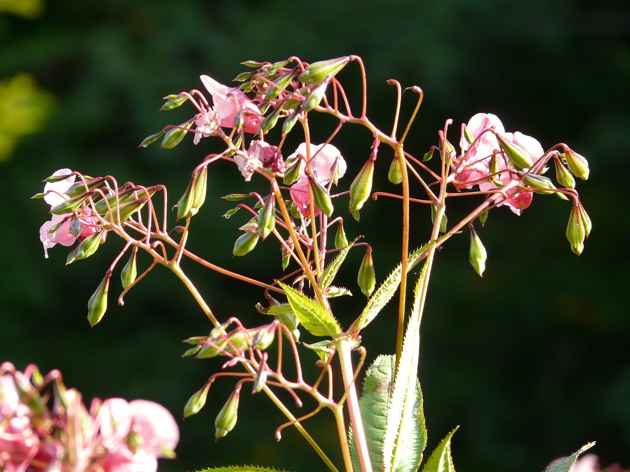 Invasive Neophyten - Blog - ImmoTrainer - Hauswart - Wetzikon